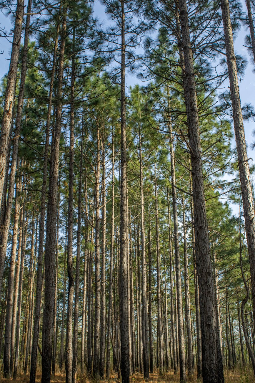 Why the Roadless Rule Matters — and Why Your Voice Is Needed by ...